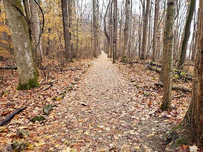 Autumn transforms the trail into a carpet of gold, making abandoned dreams look surprisingly beautiful and inviting.