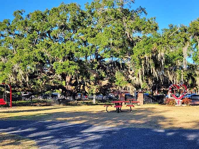 That magnificent oak tree draped in Spanish moss is basically Florida's version of a wise old grandfather telling stories.