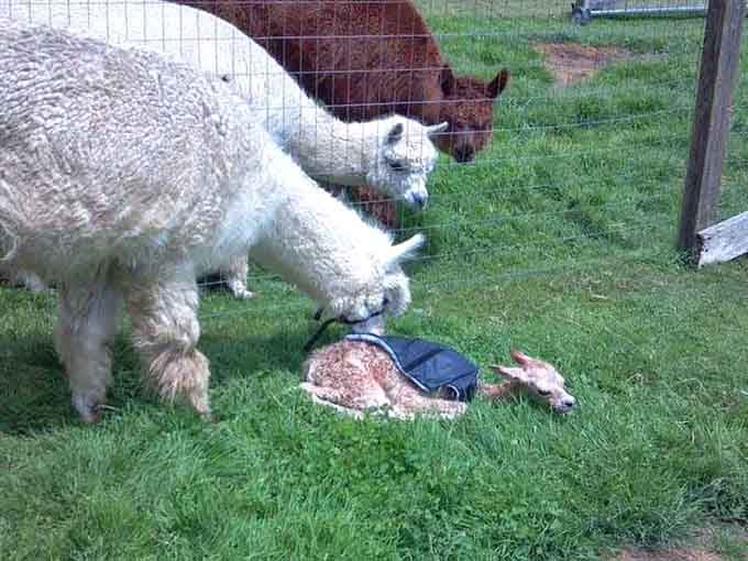 When alpacas investigate something interesting, they form what scientists call a "committee of extreme fluffiness and judgment."