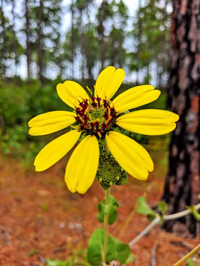 This wildflower blooming in the pine forest is nature's way of adding a pop of color to perfection.