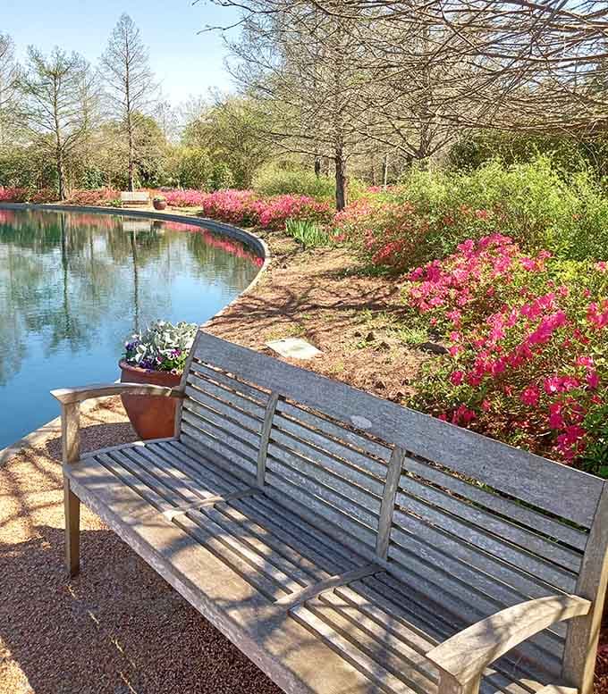 Find a bench overlooking blooming azaleas and suddenly you understand why people write poetry about gardens and peaceful moments.