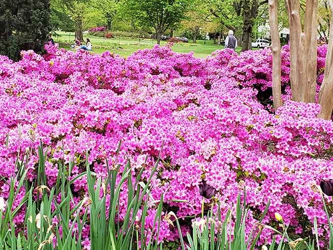 A sea of pink azaleas so vibrant they look like they've been Photoshopped, except this is gloriously, impossibly real.