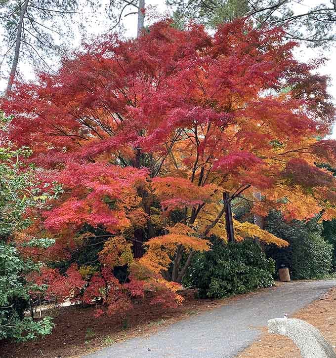 This Japanese Maple explodes with autumn color, proving that some trees know how to make an entrance.