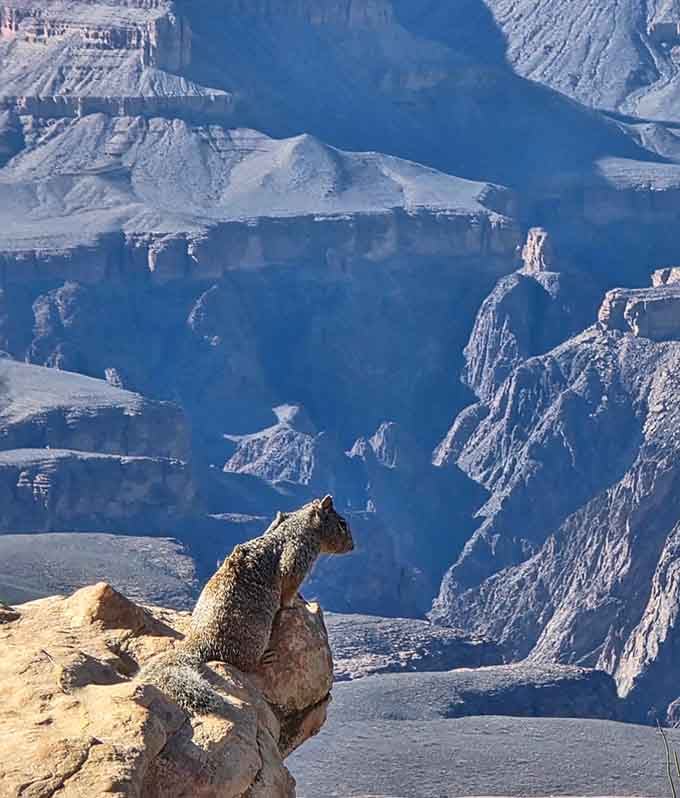 Even the local squirrels have better views than most people's vacation photos, living their best canyon life daily.