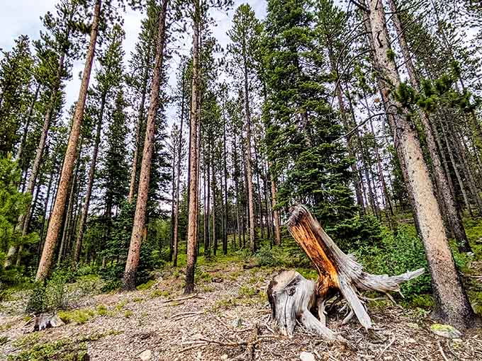 These towering pines have been standing guard over this wilderness longer than any of us have been complaining about crowds.