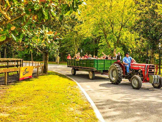 The tractor-pulled hayride that makes you feel like a kid again, regardless of your actual age or dignity.