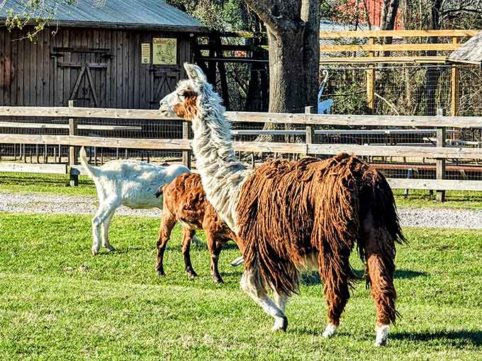 Llamas bring that perfect combination of elegance, attitude, and "I'm too fabulous for your drama" energy.