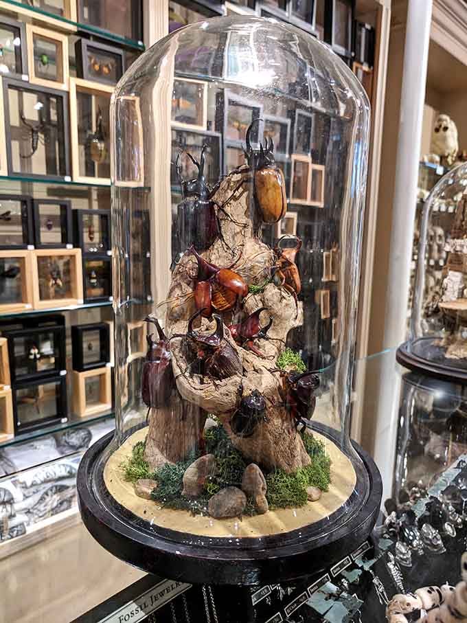 Beetles under glass like tiny jeweled warriors, each one more spectacular than costume jewelry could ever be.