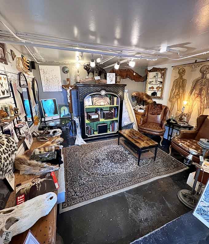 Every corner reveals another layer of curiosity, from vintage finds to natural specimens that spark endless fascination.