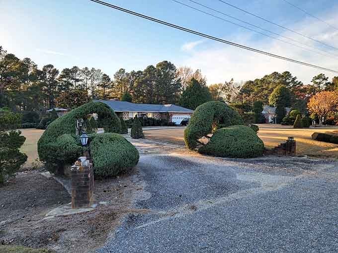 Waves of green rolling across the landscape like a botanical ocean frozen in its most dramatic moment.