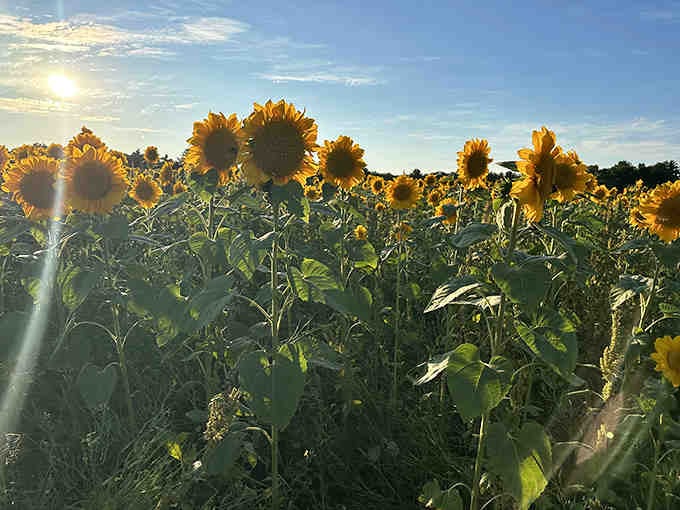 Sunflowers towering overhead at golden hour, because this farm apparently does every flower season with equal enthusiasm.