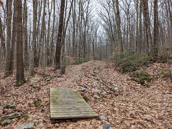 Paugnut State Forest trails offer solitude and exercise, nature's prescription for whatever's stressing you out today.
