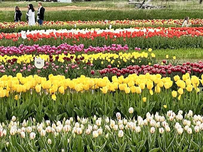 Organized rows of colorful tulips demonstrate the beautiful intersection of nature's chaos and human planning done right.