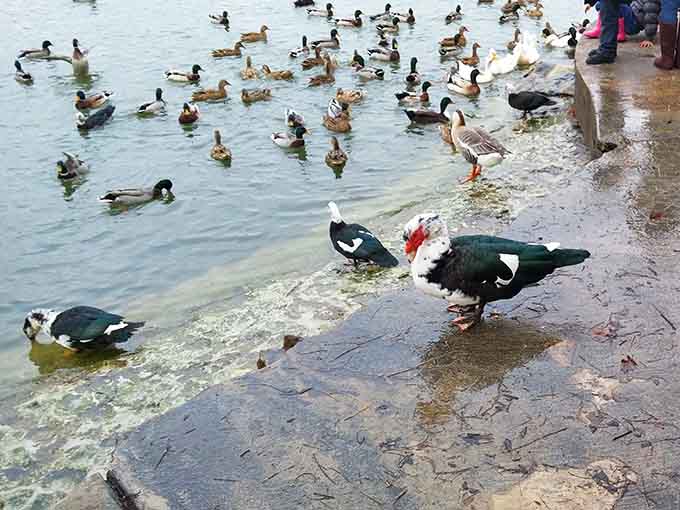 When the local duck population shows up like this, you know you've found the good spot.