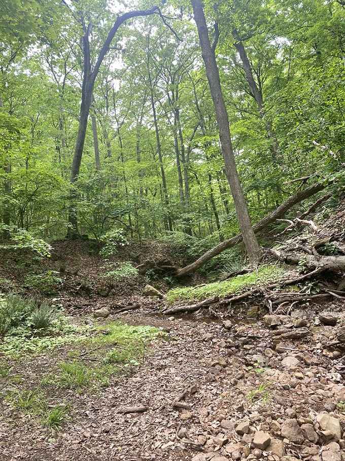 The forest interior reveals layers of green that prove Mother Nature invented the concept of going deep.