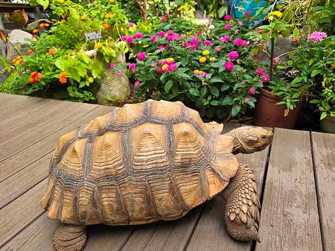 A patient tortoise surveys the blooming deck, moving at a pace that makes retirement look positively frantic.