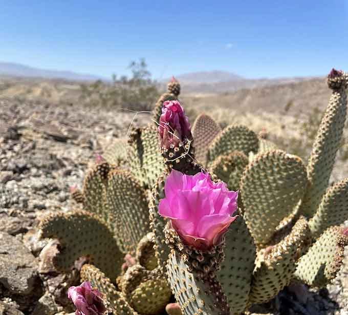 Spring blooms on desert cacti prove that even the prickliest characters have their soft, colorful moments.