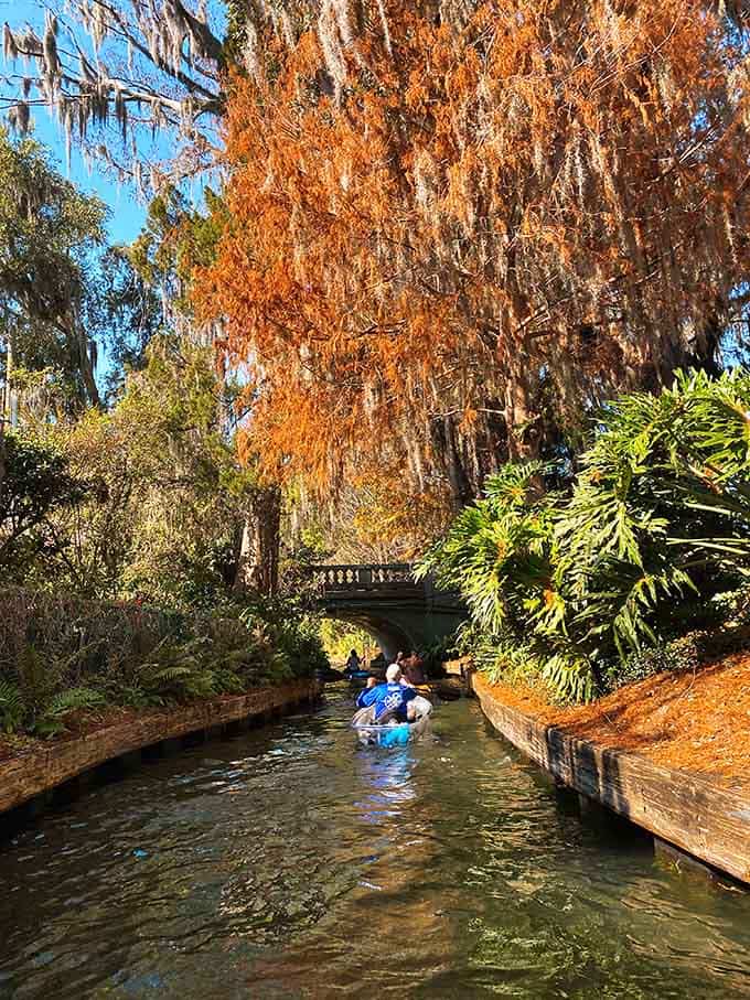 Autumn in Florida means golden light and copper-toned moss, not pumpkin spice everything, thankfully for everyone.