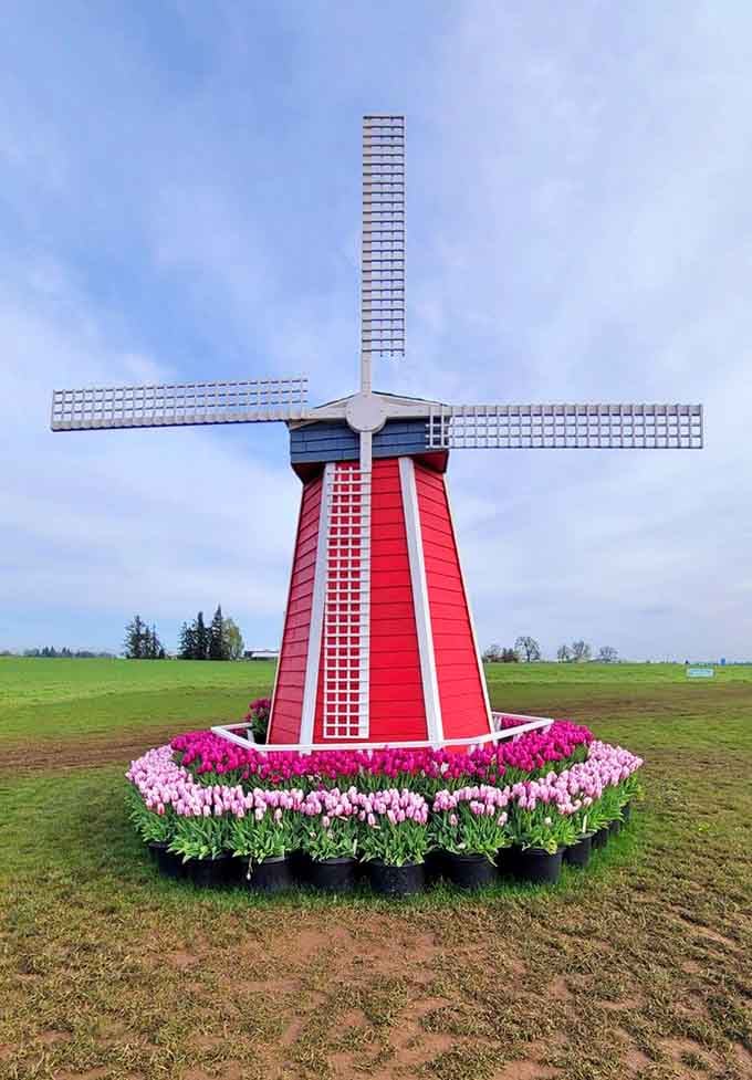 The iconic red windmill surrounded by tulips, because subtlety was never really spring's strong suit anyway.