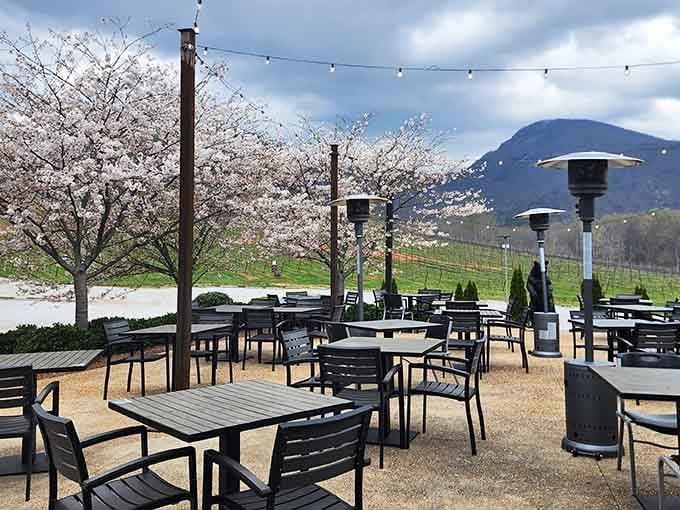 Cherry blossoms framing your wine tasting spot with mountain views is what springtime perfection looks like here.