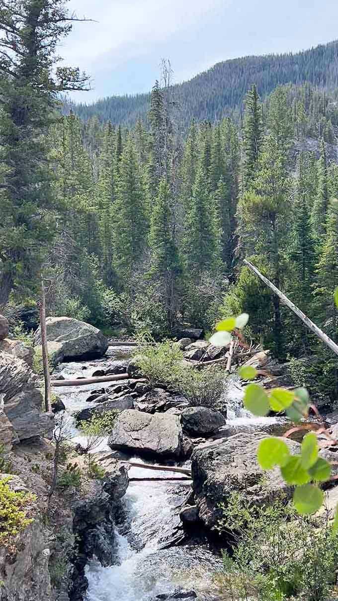 The creek tumbles gently past fallen logs and green ferns, creating peaceful forest music along this family-friendly trail.