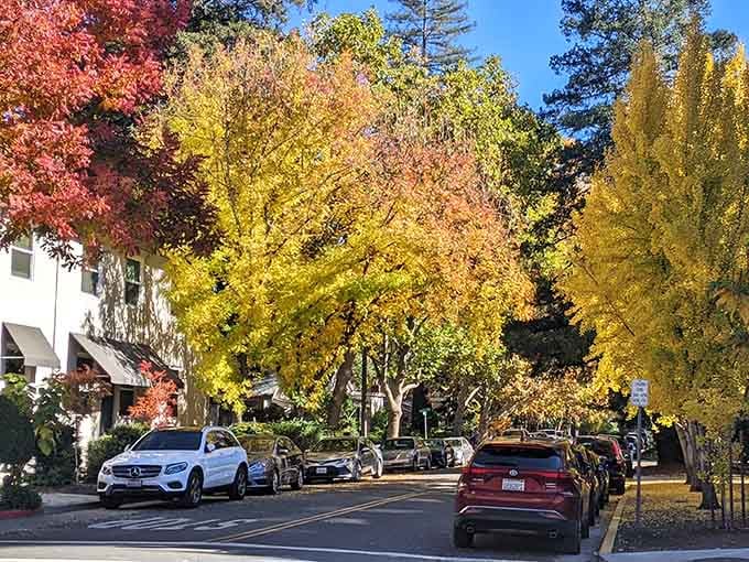 Autumn transforms the tree-lined street into a painter's palette of gold, amber, and crimson&mdash;pure seasonal perfection.