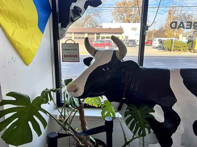 Even the indoor cow knows the best seat in the house is right by the window.
