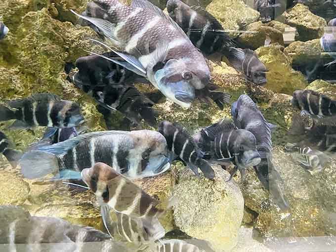 These Cyphotilapia frontosa move through the water like they're attending an important business meeting they're already late for.