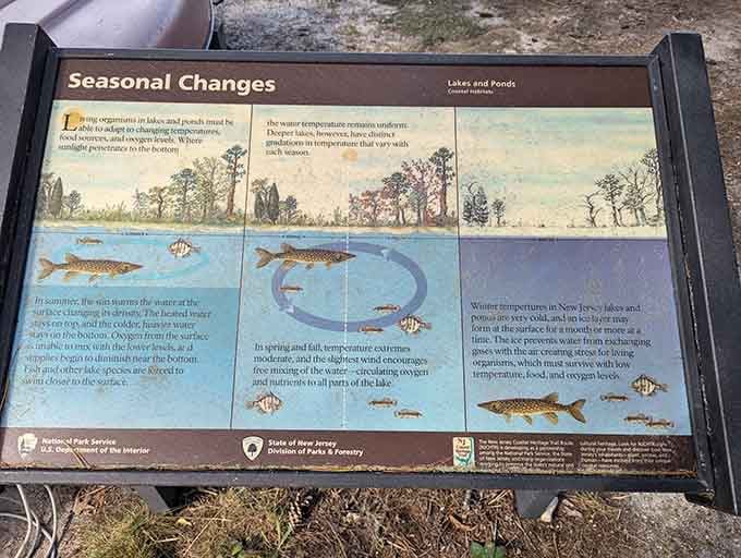 Educational markers throughout the forest teach you things you didn't know you wanted to learn about nature.