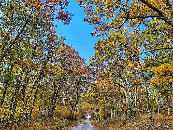 Autumn's grand finale painted across the road, turning your drive into a slow-motion celebration of falling leaves and perfect weather.