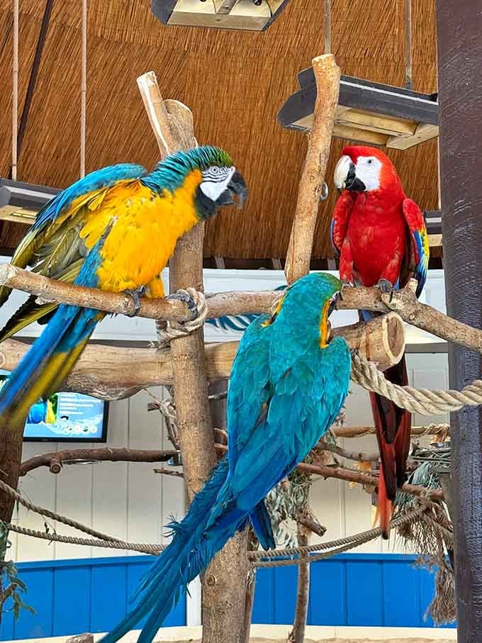 These parrots are dressed better than most people at a tropical wedding and they absolutely know it.
