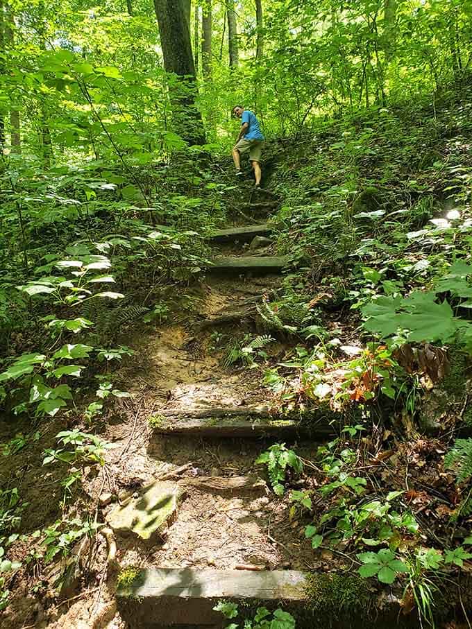 Trail steps leading down into the green cathedral, where the only thing required is decent shoes and curiosity.