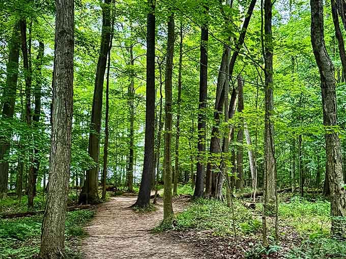 Sunlight filters through the canopy along peaceful trails where the only soundtrack needed is birdsong and rustling leaves.