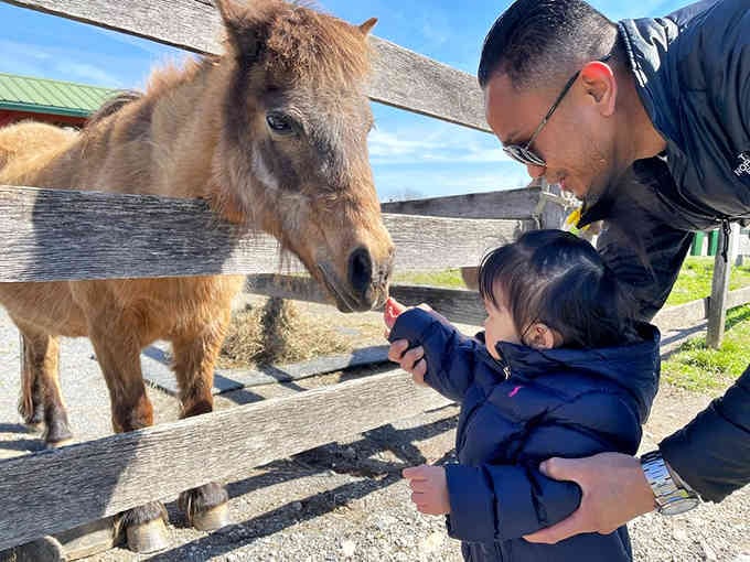 That miniature pony's gentle eyes and fuzzy coat make every visitor feel like a horse whisperer, even the nervous ones.