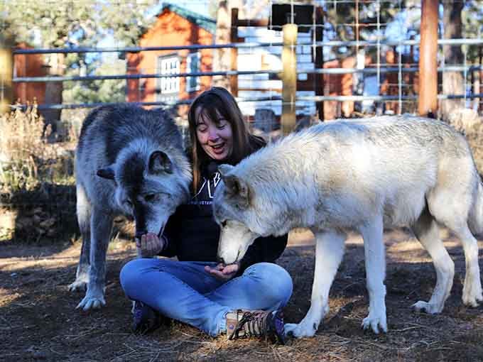 Sitting between two wolves beats any meditation app for achieving inner peace and unforgettable memories.