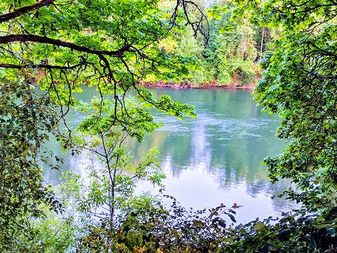 Sunlight filters through the canopy, creating that dappled effect that photographers spend hours trying to capture perfectly.