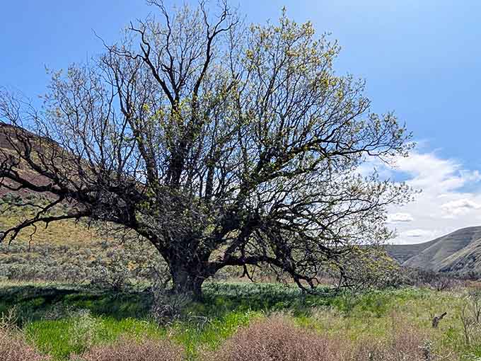 Ancient cottonwoods stand as silent witnesses to centuries of desert life and endless seasonal changes.
