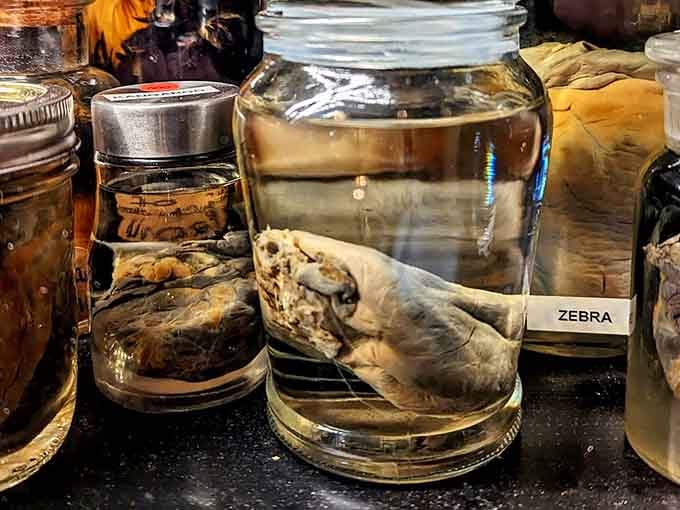 Preserved specimens in jars labeled "zebra" because sometimes scientific curiosity requires a little formaldehyde and glass containers.