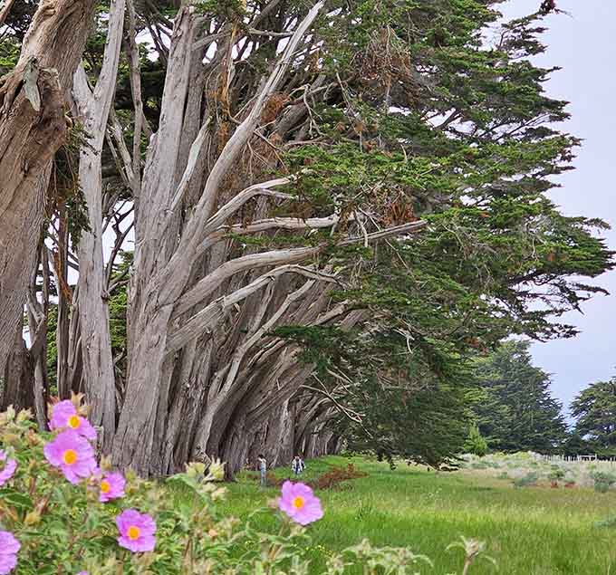 The tunnel from this angle reveals just how dramatically these cypresses lean into their architectural duties.