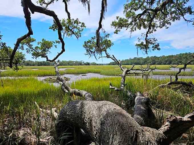 Bleached driftwood sculptures rise from the marsh like nature's own art installation, admission always free and always stunning.