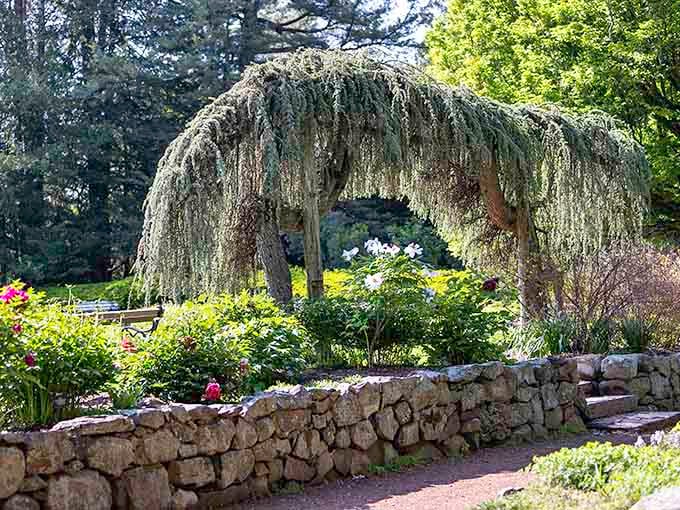 This weeping tree creates a natural curtain of greenery, offering shade and drama in equal measure throughout the seasons.