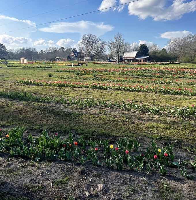 Organized rows of tulips stretch across the landscape, each one waiting for its moment to absolutely shine.