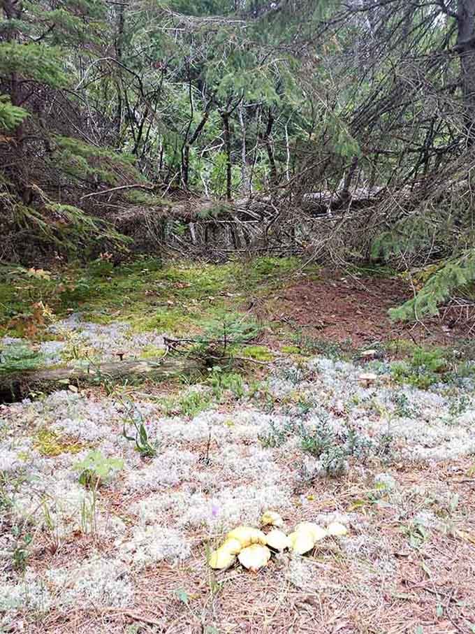 The forest floor reveals treasures at every turn, creating a natural gallery that changes with each passing season.