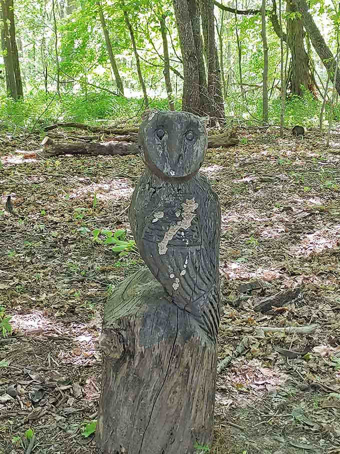 This carved owl watches over the forest trails with wise eyes, adding whimsical charm to your woodland wanderings today.