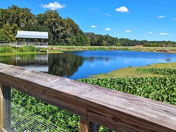 Sweetwater Wetlands Park boardwalks let you spot alligators and birds without leaving the city limits entirely.