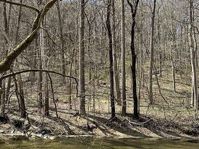 Winter strips the forest down to its essentials, revealing the beautiful bones of the landscape in stark detail.