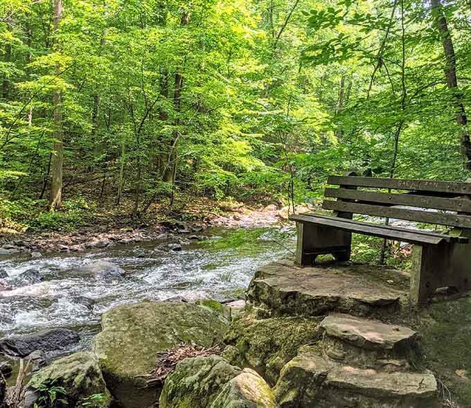 A streamside bench offering front-row seats to nature's greatest show, and the ticket price is absolutely, wonderfully free.