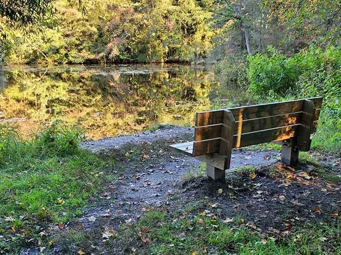 A bench positioned for maximum contemplation, where life's biggest decisions suddenly seem remarkably less complicated than before.