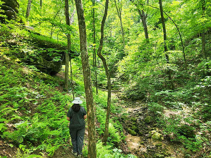 Lush greenery blankets the canyon walls, proving Missouri's got more shades of green than you ever thought possible.