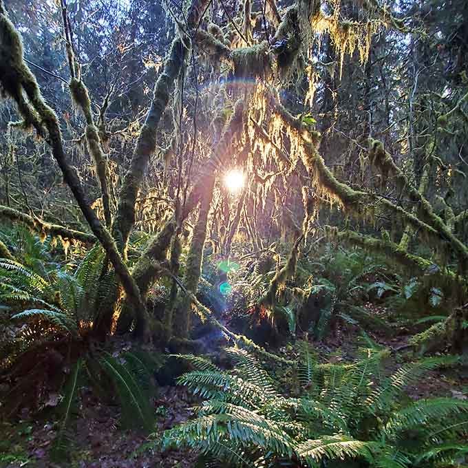 Sunlight breaking through the canopy creates cathedral-like beams that'll make you believe in something bigger than yourself.